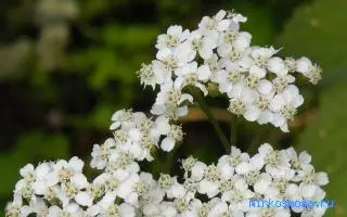 yarrow - សៀវភៅសុបិន្តថ្មីបំផុត Ivanova