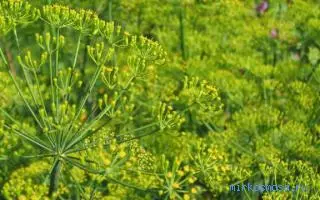 Dill - Östlig kvinnlig drömtolkning