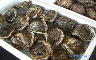 Mga oysters - damgo sa paghubad