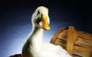 Duck - krievu sapņu grāmata