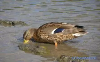 Ördek - Hytaý arzuwy Bho-Guna