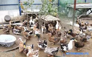 Duck - Giải thích giấc mơ sức khỏe