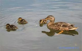 Duck - Fandikana ny nofinofy Rosiana taloha