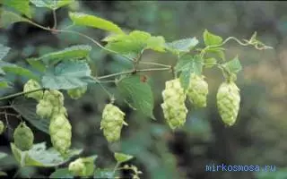 Hop - Ukrainska drömboken