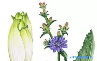 Chicory - Koozhansky Impian Greenina