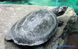 Kakve snove o kornjaču sanjama Tsvetkov, što znači san u kojem je kornjača sanjala