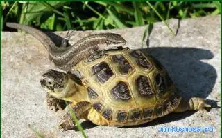 Turtle - Dream Dudziro Wanderer