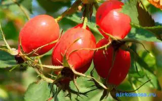 Rosehip - Health Dream Tolkning