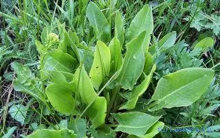 Sorrel - itumọ itumọ ala-oorun