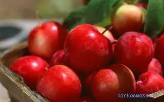 ፖም - የአሦር ህልም