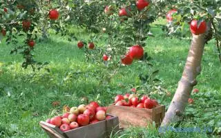 Apple - Wanderer álomkönyve