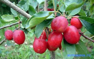 Apple Tree - Naiste unistuste tõlgendamine