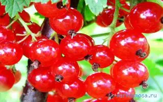 Beeren - Dram Azara