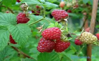 Berry - Iskuulka iskuulka Stariller