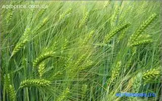 Barley - littafin Muryar Ukrainian