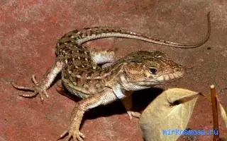 Lizard - myshoadaltic Impresvalov