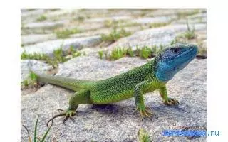 Lizard - Russian Dream Interpretation