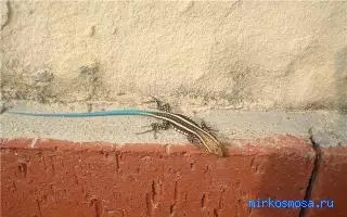 Lizard - Ukraine Maloto a Lolo Lolota