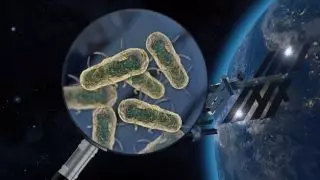 जपानी शास्त्रज्ञांनी ग्रहांमध्ये जीवाणू प्रवास करण्याची शक्यता सिद्ध केली