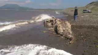На острів Сахалін хвилі принесли тіло динозавра
