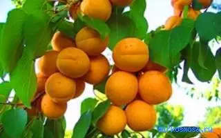 Apricot - ঘনিষ্ঠ স্বপ্ন ব্যাখ্যা Vlasova