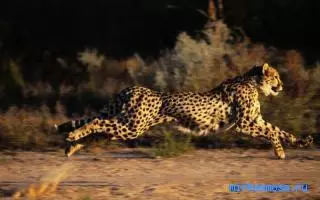 CHEETAH - FIVORIANA NAFA HAFA FOTOTRA VLASOVA