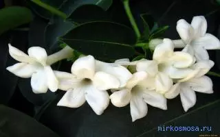 Jasmine - Intymios svajonių aiškinimas Vlasova