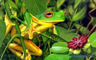 FROG - ঘনিষ্ঠ স্বপ্ন ব্যাখ্যা Vlasova