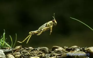 SARARA - सपनाको सपनाको सपना