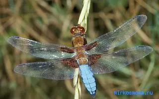 Dragonfly - Ufafanuzi wa ndoto ya karibu Vlasova.