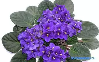 Violet - akwụkwọ nrọ dị egwu vlasova