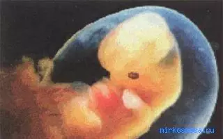 Embryo - Fandikana nofy akaiky indrindra Vlasova