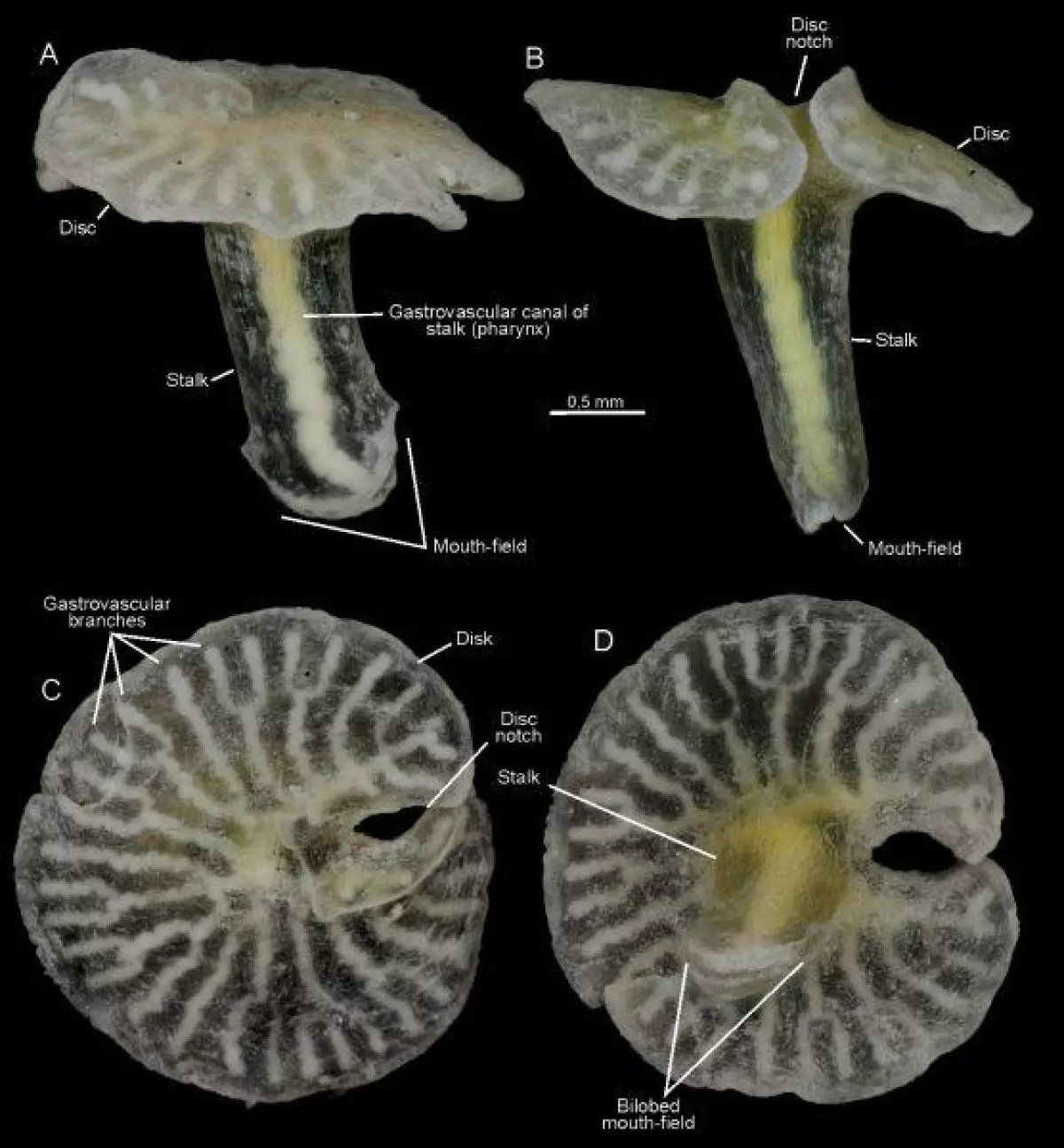 Een nieuwe vorm van leven gevonden wetenschappers - Marine Champignons