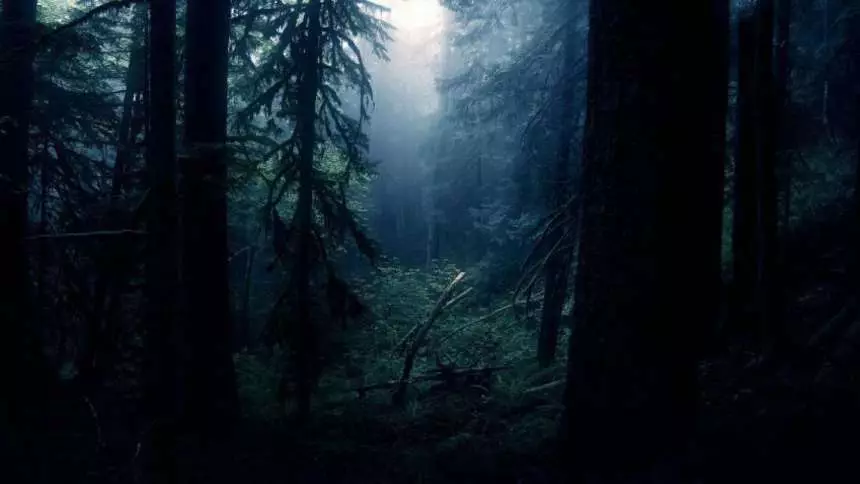 UFologists fengu annað Ghost Snapshot í Randlsheskogo Forest