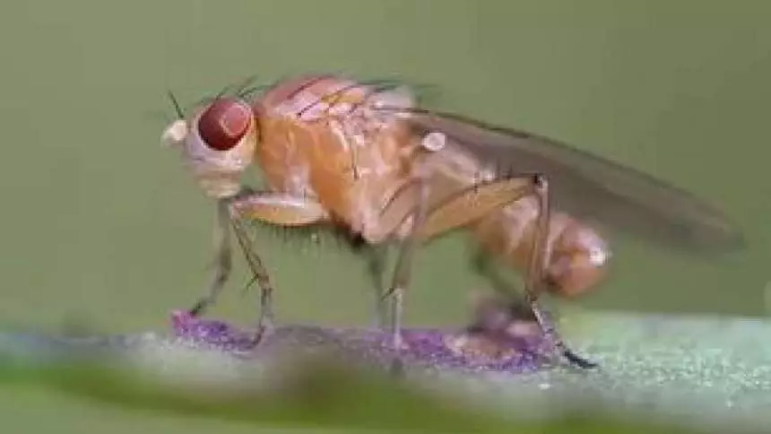 Natuklasan ng mga siyentipiko ang mga pagbabago sa genome ng mga insekto na bumisita sa espasyo