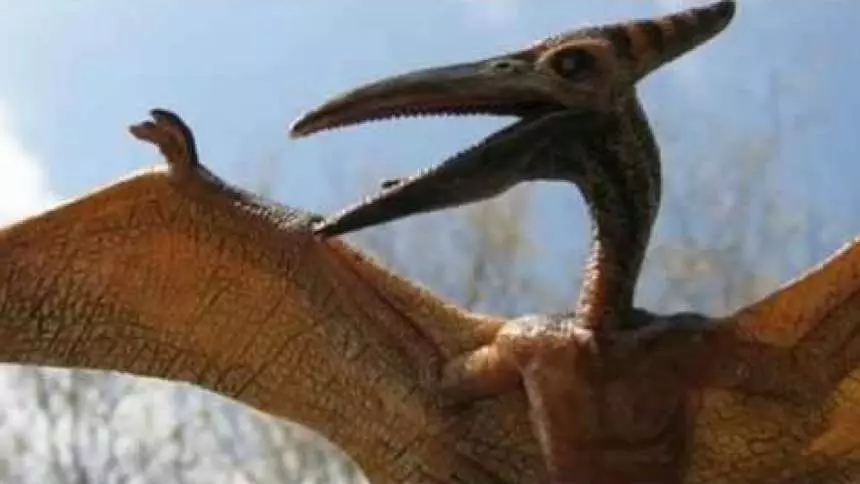 মার্কিন যুক্তরাষ্ট্রে, ফটোগ্রাফারটি Pterodactil আকারে একটি দৈত্য UFO জুড়ে এসেছিলেন, তাকে চিত্রিত করেছিলেন এবং একটি অবিশ্বাস্য উপাদান দিয়ে মিডিয়াটিকে জানান