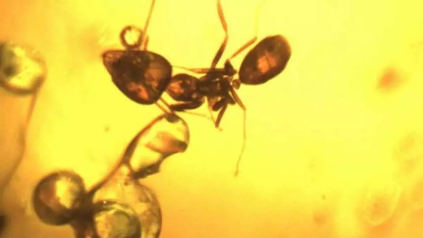 وجد العلماء حشرة قديمة، مجمدة في كوب من العنبر