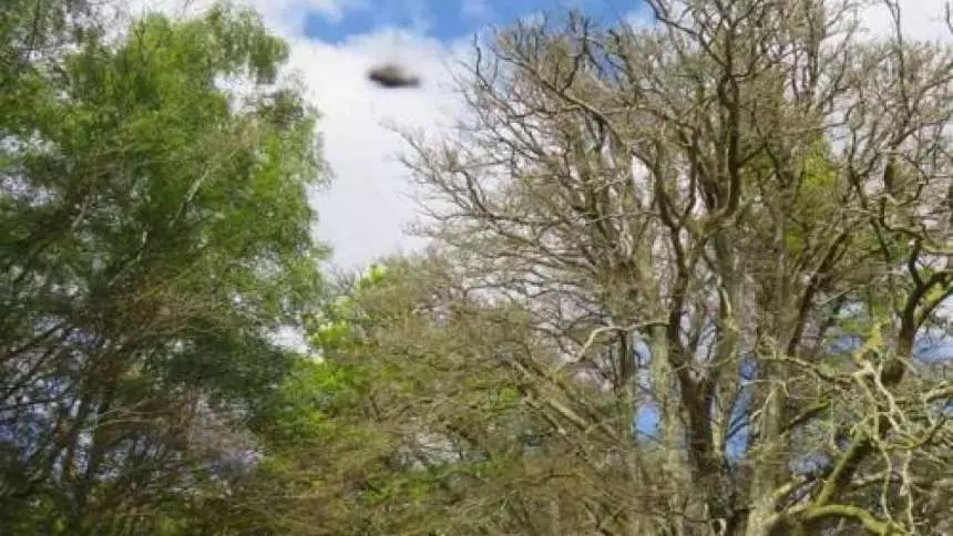 Turista fotografirana u britanskim šumama prava "leteća ploča"