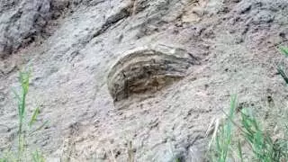 Saratov Geológa našiel skamenenú ufo na brehu Volga
