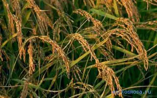 Rice - fassarar mafarki ga mata