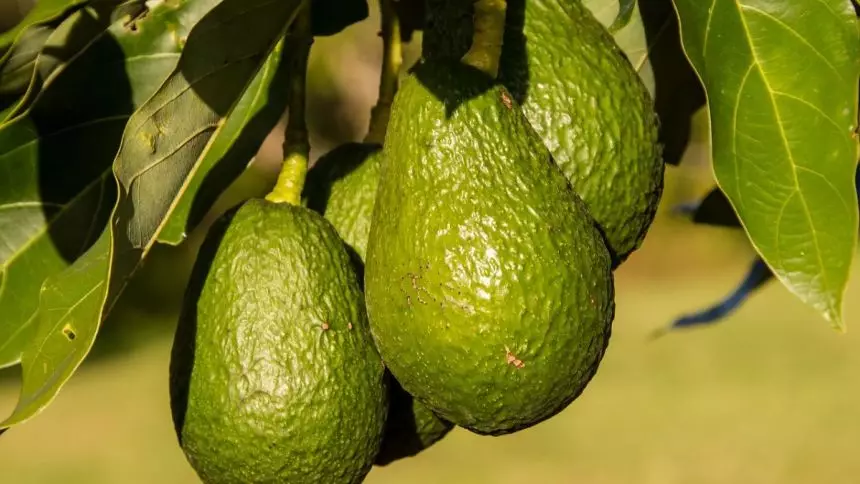 A duniyar Mars shirya avocado